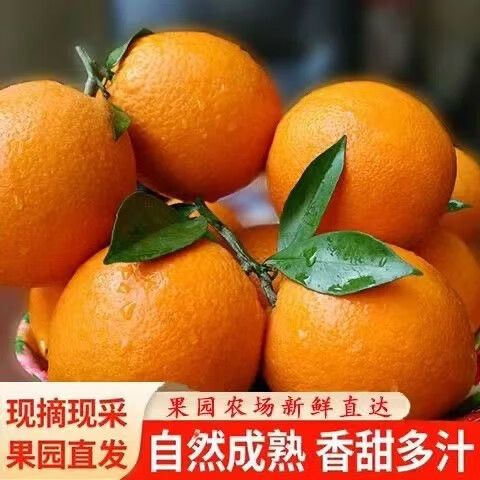 湖南冰糖橙多少钱一斤图标