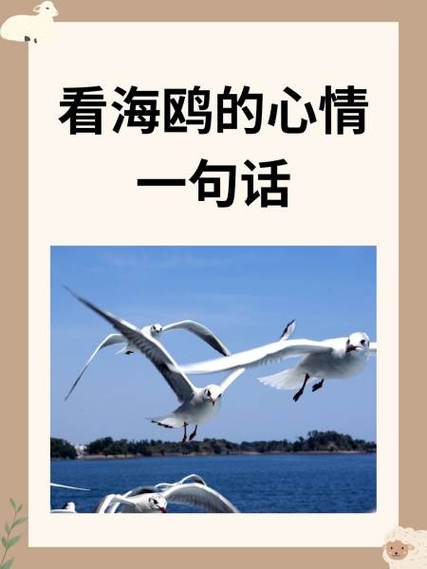 海鸥1-40集免费观看图标