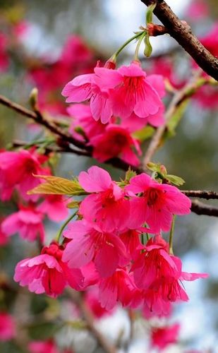红色樱花树图标