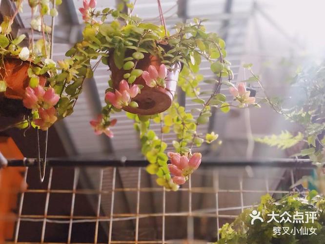 花开摄影工作室图标