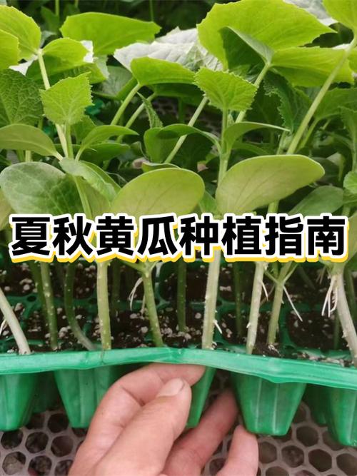 种黄瓜的方法和步骤截图
