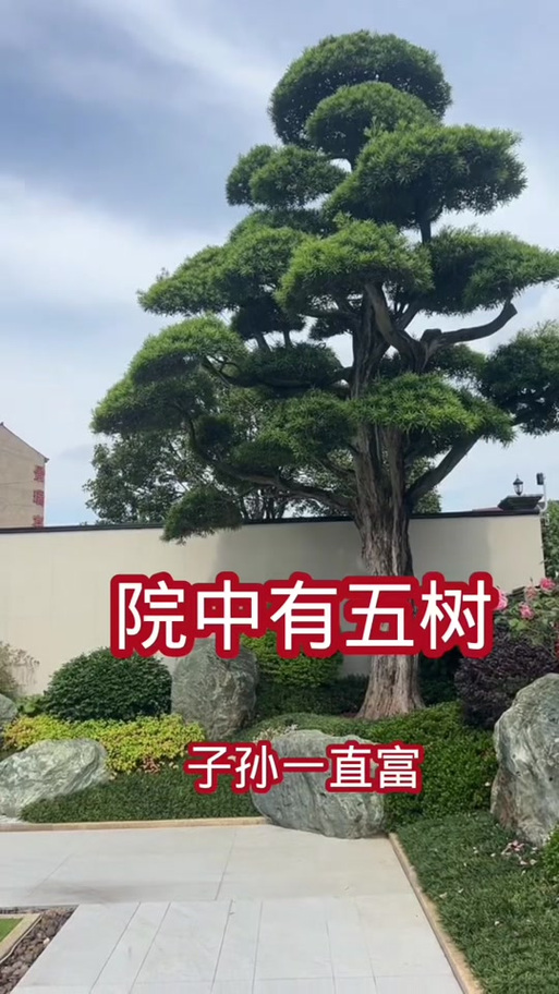自家院子栽什么树最好图标