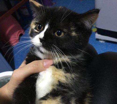 黑花猫最贵三个品种图标