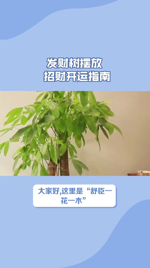 发财树三大忌讳截图