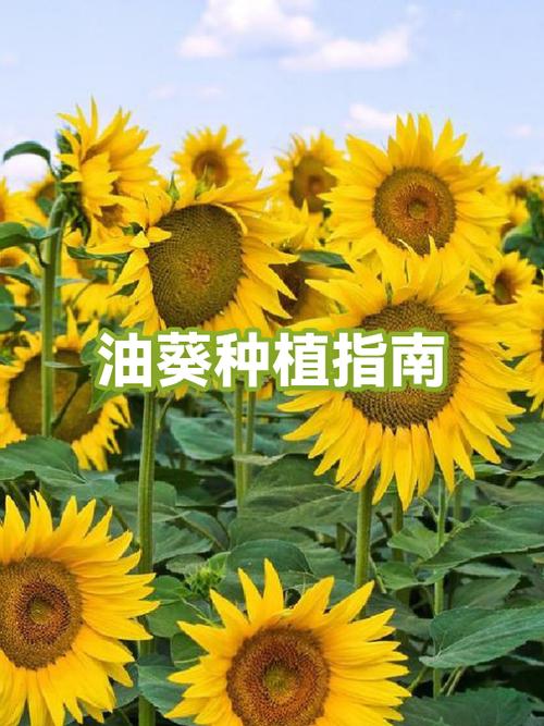 油葵用什么肥料好图标