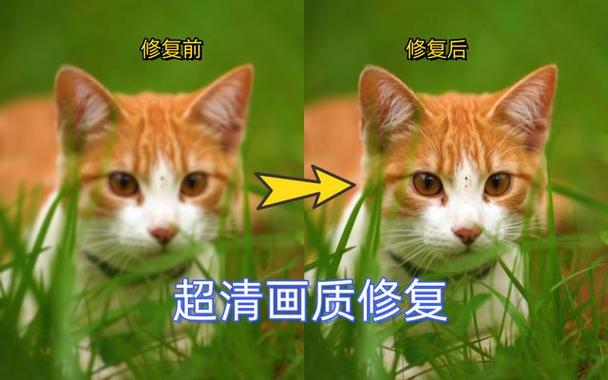 动物画质不清晰的解决方法截图