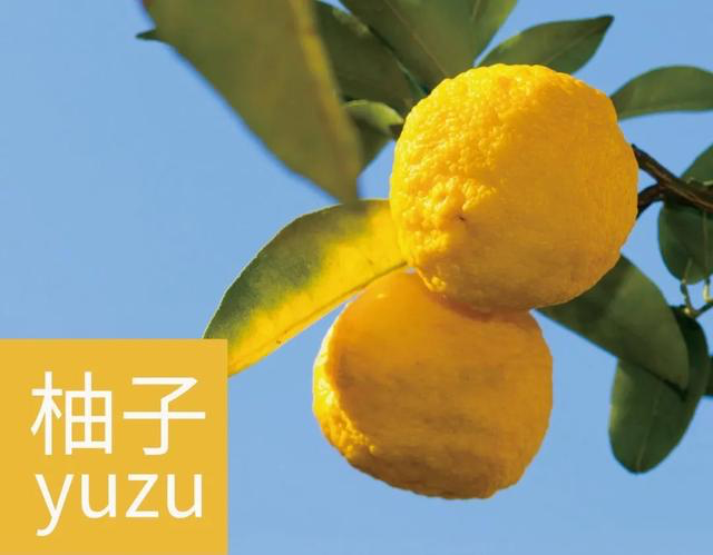 柚子为啥叫yuzu图标