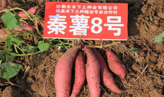 秦薯8号薯简介图标