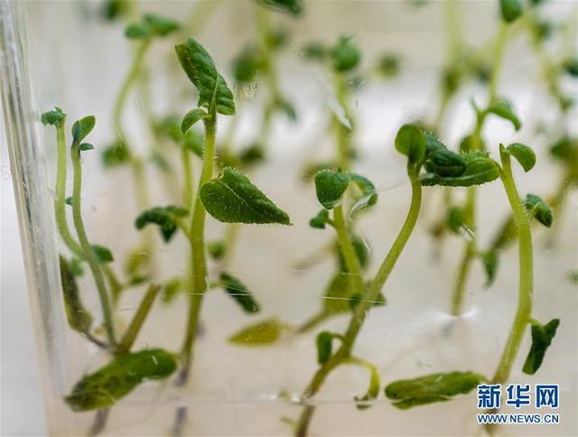 土豆脱毒技术图标