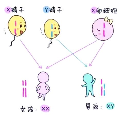 Y代表男孩还是女孩图标