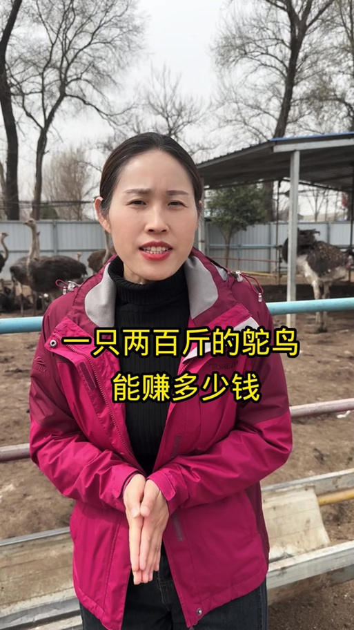 养鸵鸟10只一年利润多少图标