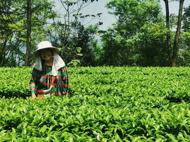 幸福茶园赚钱正版图标