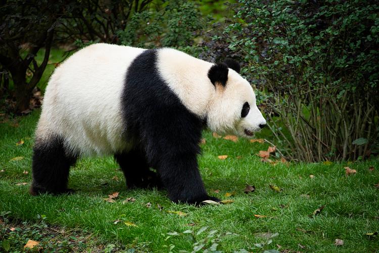 我想下载熊猫图标