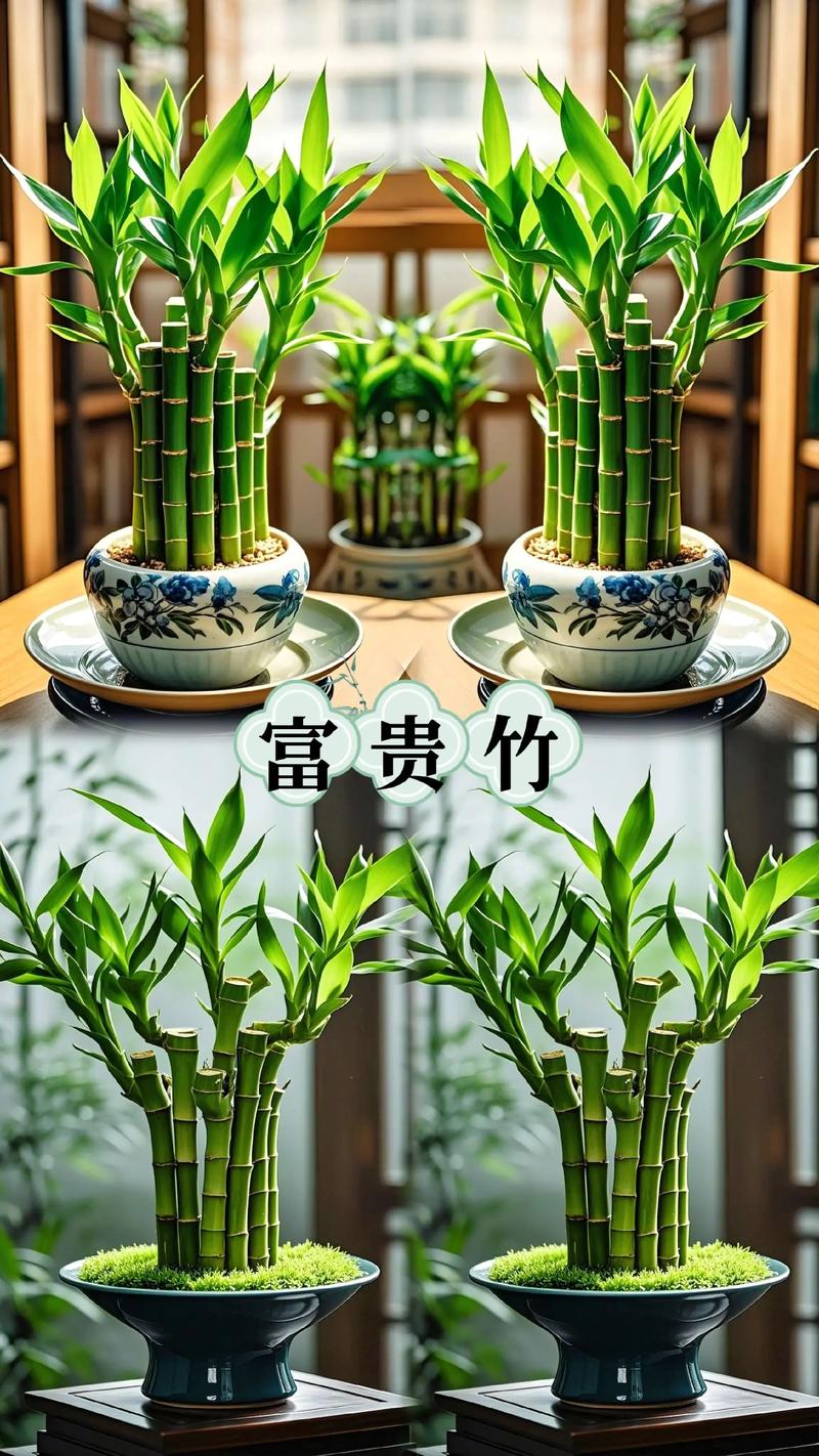 富贵竹的图片图标