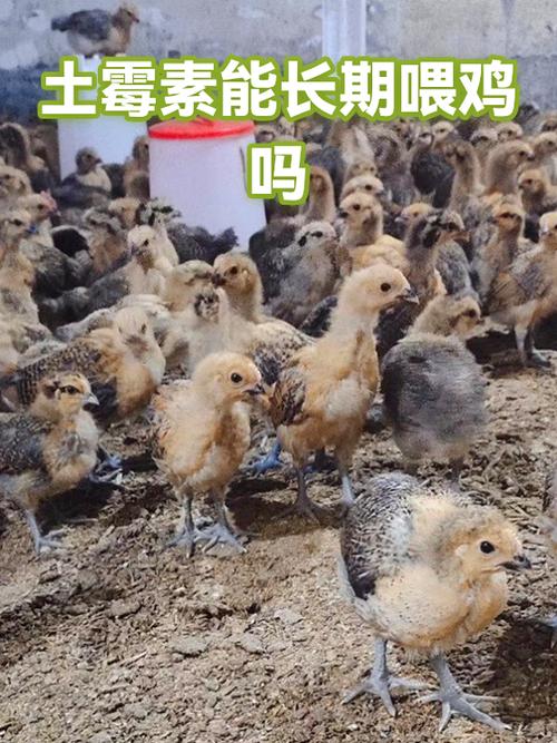 鸡站不起来吃土霉素图标