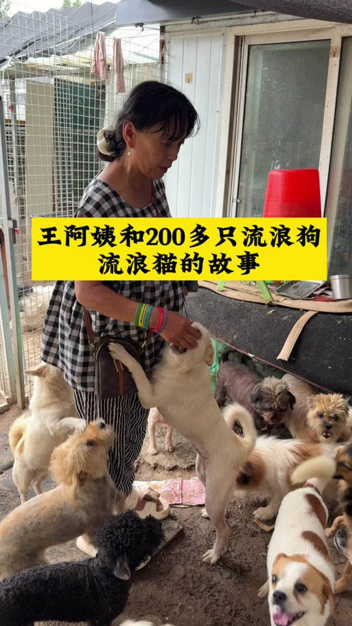 流浪狗被收养的心理截图