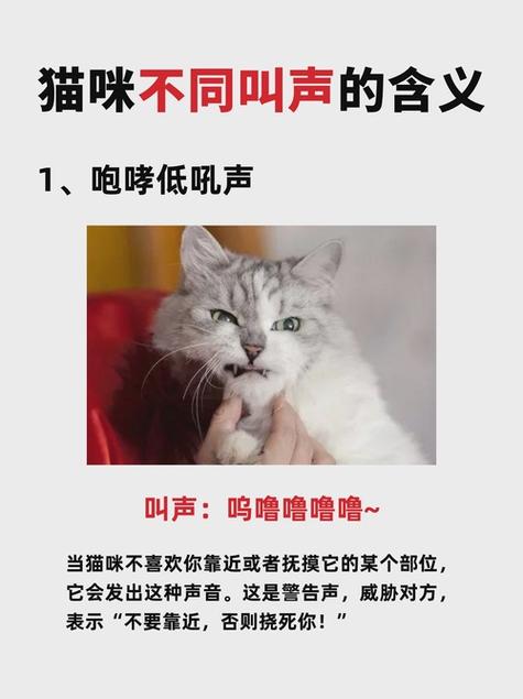 猫咪的10种猫叫的含义