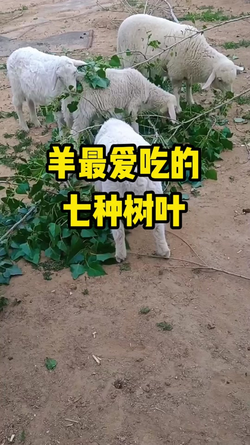 羊喜欢吃什么味道图标
