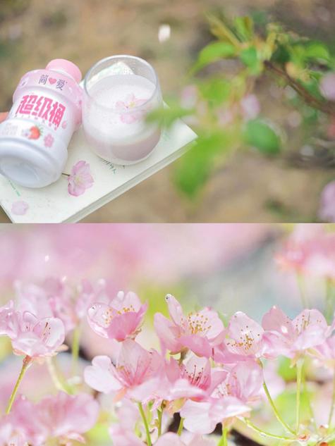 樱花酸奶截图