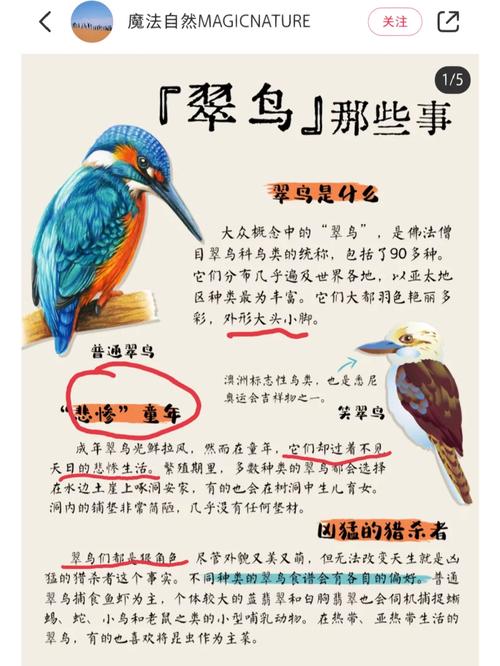 翠鸟阅读理解及答案图标
