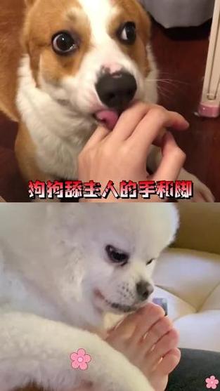 狗狗喜欢主人的表现