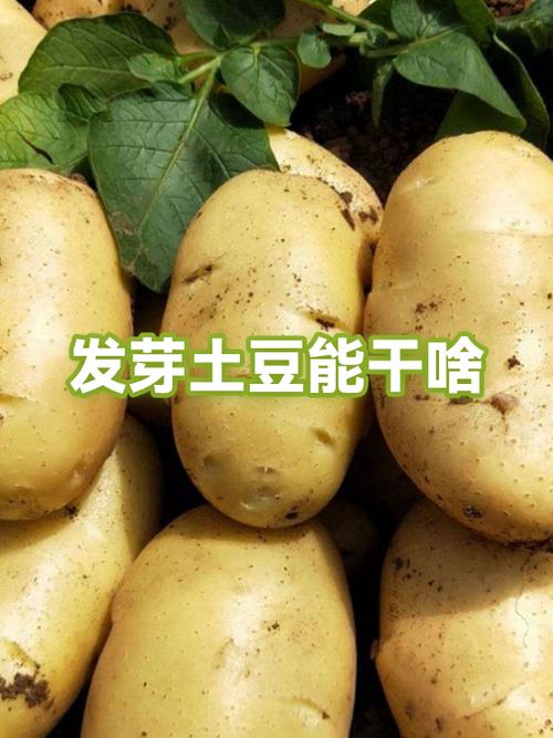 土豆表皮有点发霉了能吃吗图标