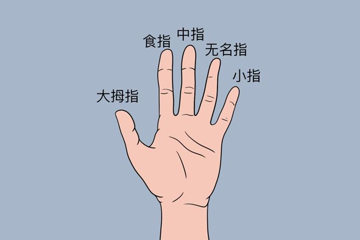 四指是哪个手指图标