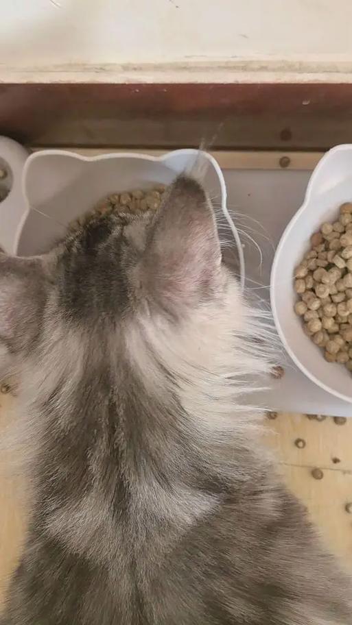 家里猫多好不好