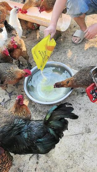 土鸡几年以后不下蛋了图标