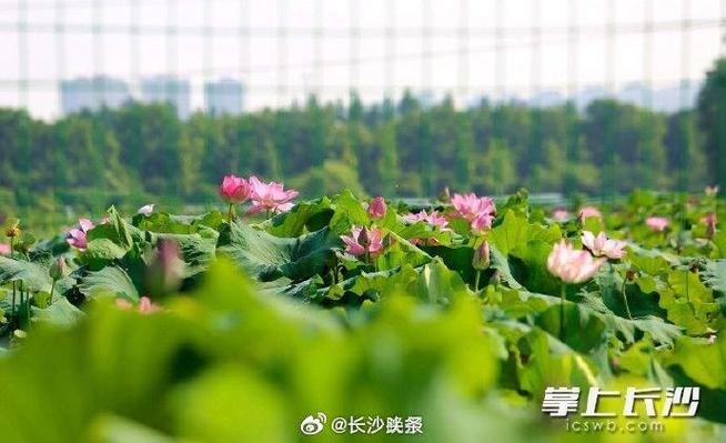 夏花图片图标