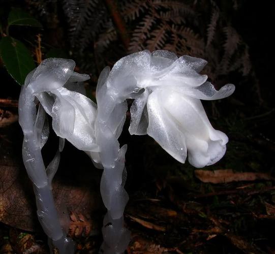 水晶兰花
