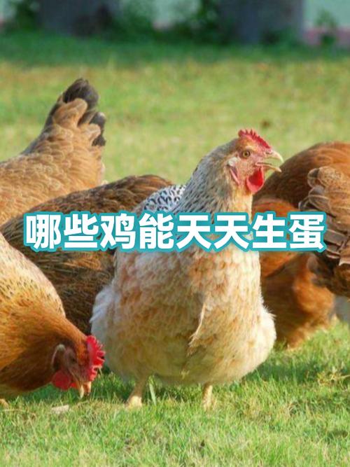 养多少天的鸡可以生蛋图标