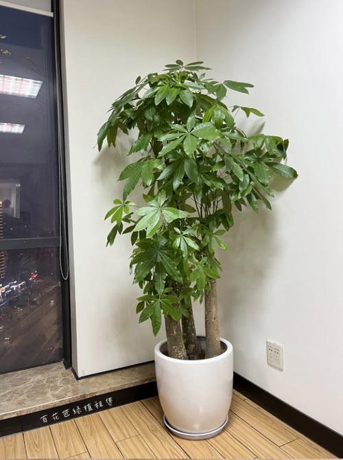 绿植租赁价格图标
