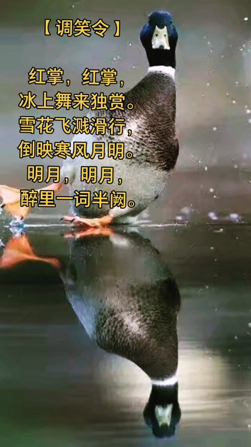 赞美红掌花的诗句图标
