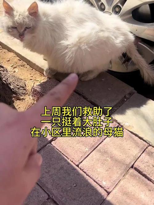 肚子有只猫是第几集图标