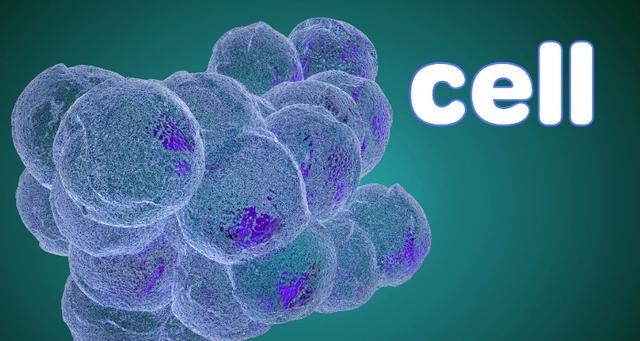 cell 的中文意思图标