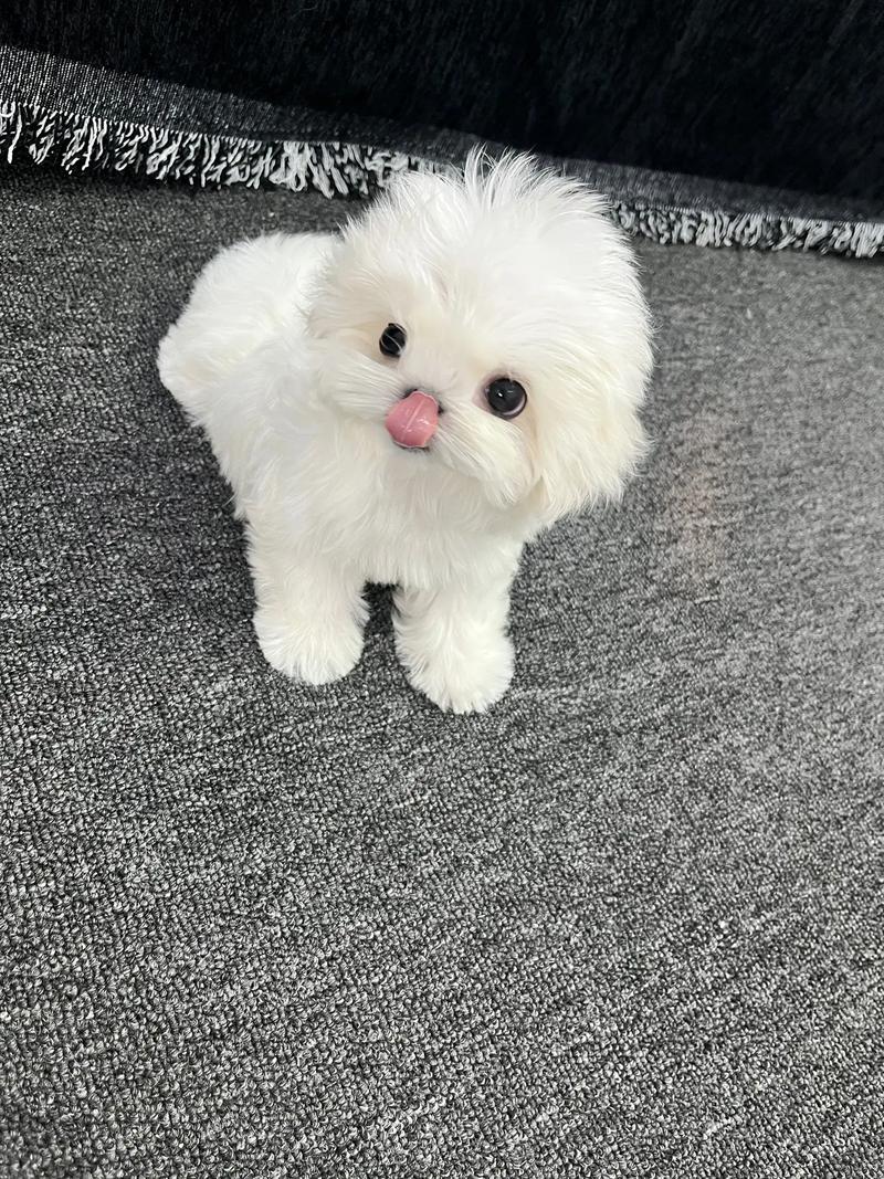 宠物小奶狗图标