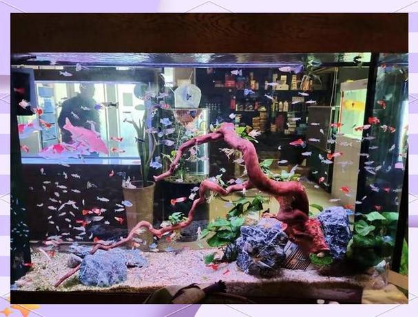 鱼缸水有腥味怎么去除图标