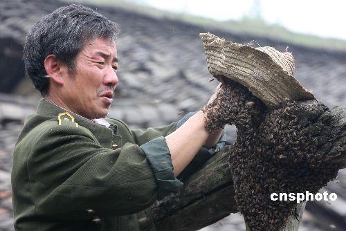 抓野蜂是否犯法截图