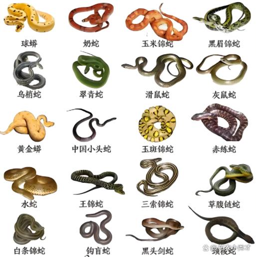 毒蛇 第一名图标