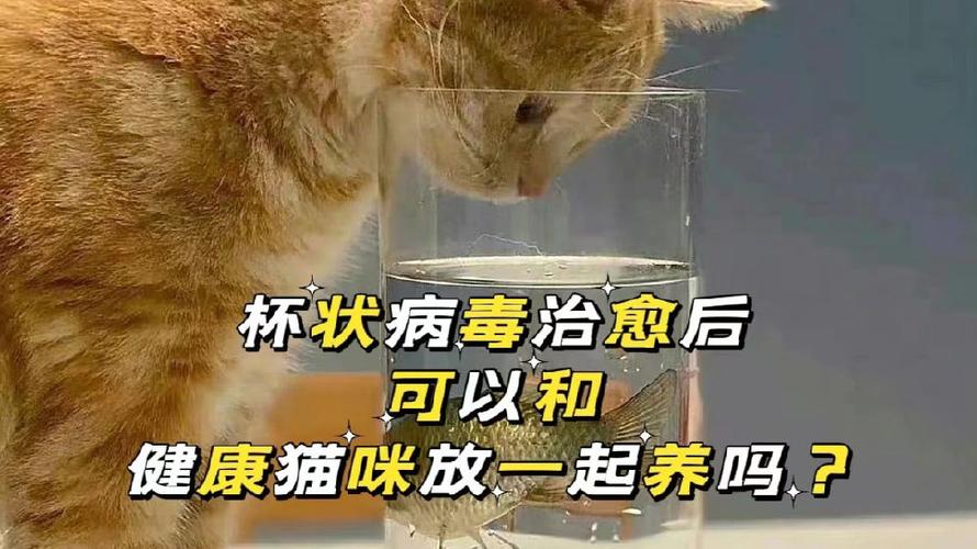 杯状病毒和健康猫一起养截图