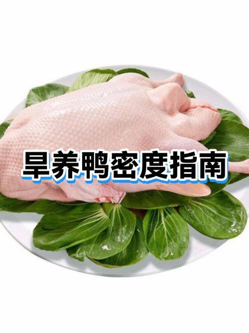 鸭子能旱养吗图标