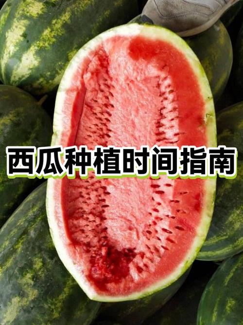怎么介绍西瓜截图