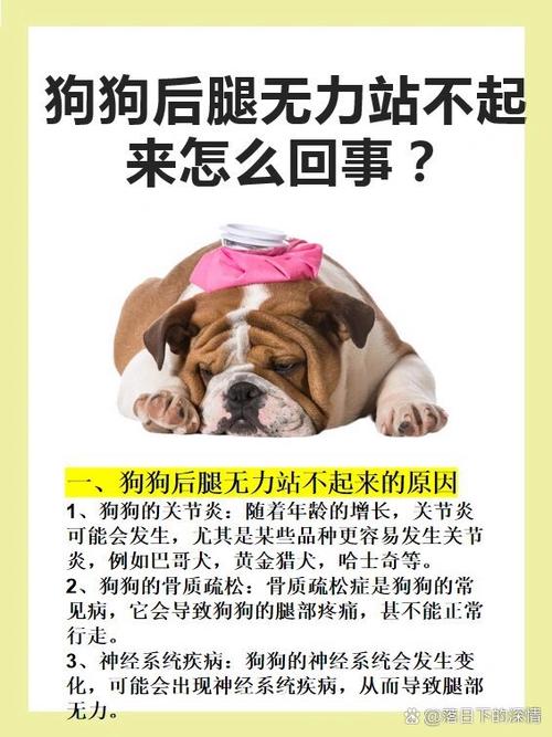 狗狗一夜之间后腿无力站不起来图标