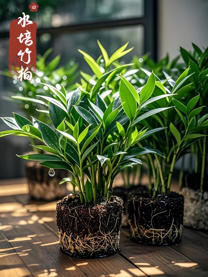 水培竹子图标