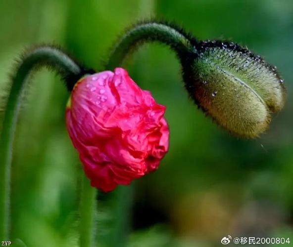 虞美人花期多长时间图标