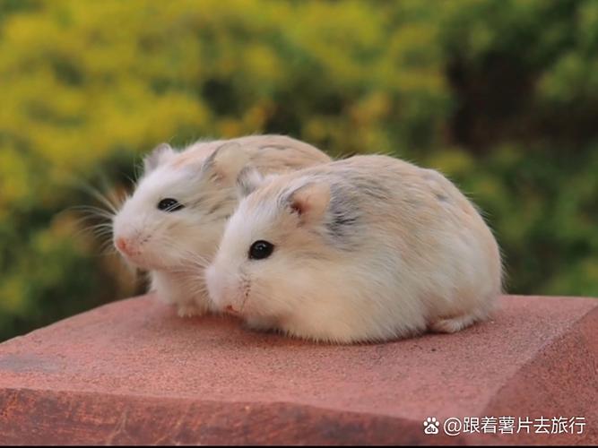 仓鼠死了直接扔掉可以吗图标