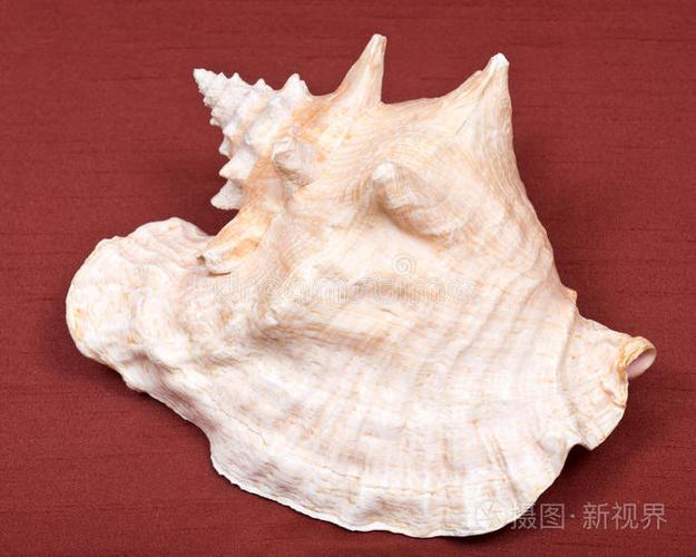 海螺旋转方向一样吗截图