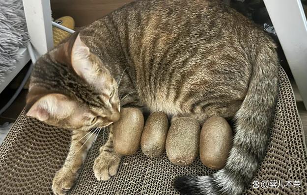 养猫会开心吗截图