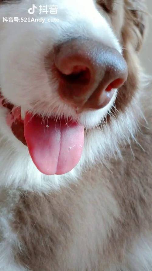 狗狗吐一点点小舌头图标